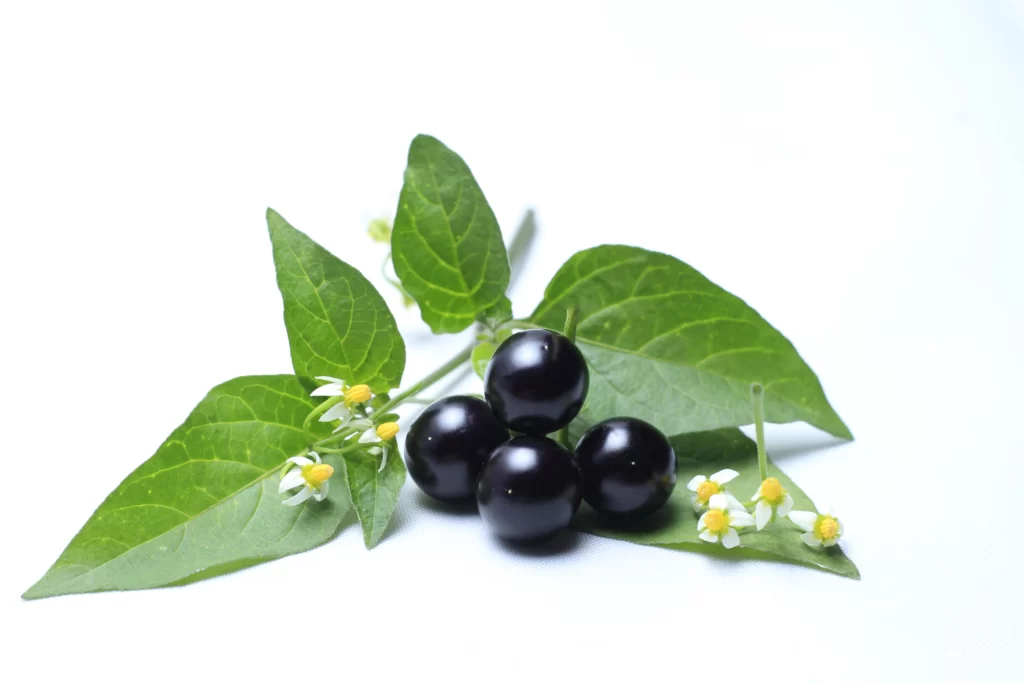 Solanum Nigrum (Соланум нигрум) Паслен черный – купить с доставкой